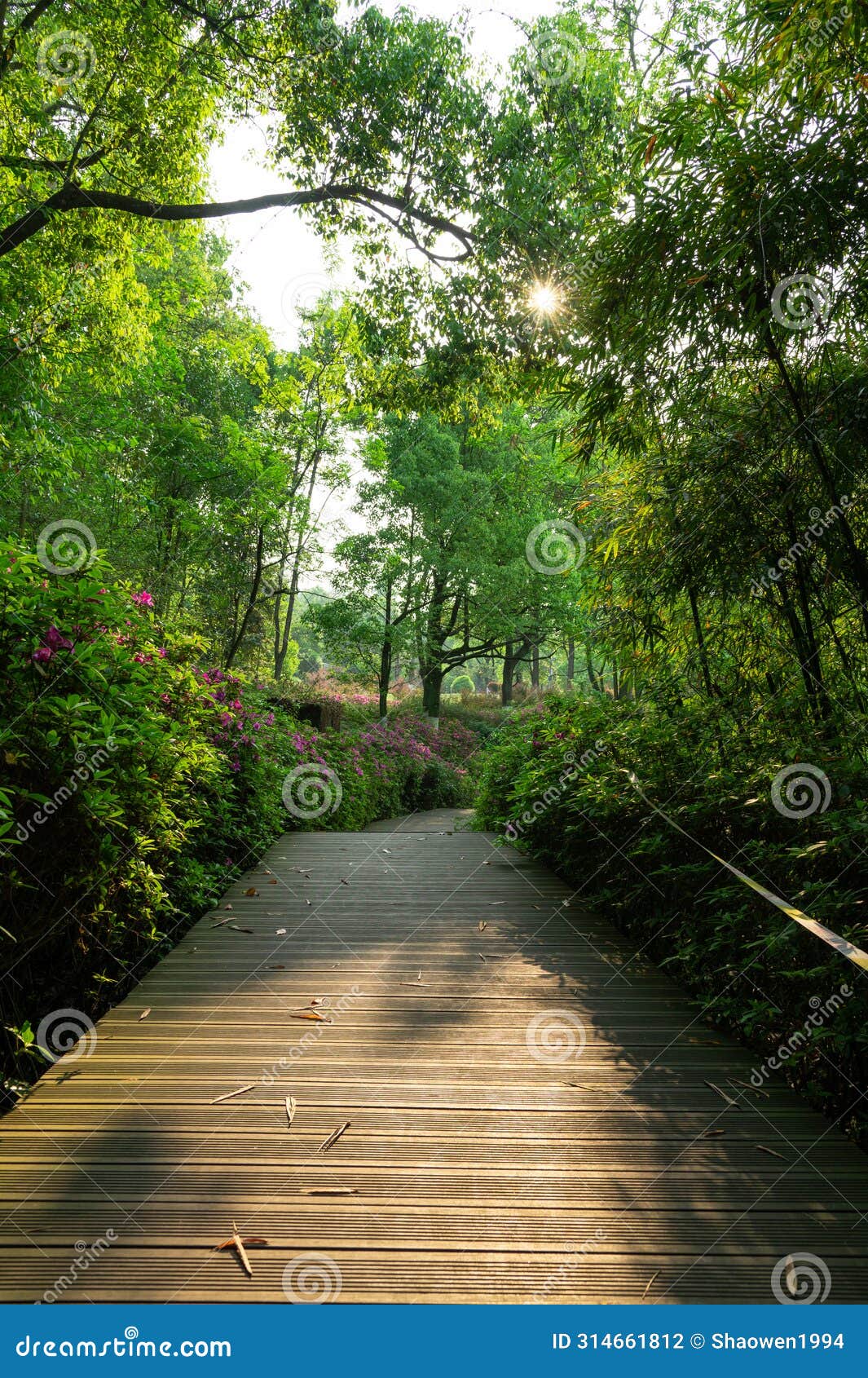 Wooden pathway in spring stock photo. Image of tropical - 314661812