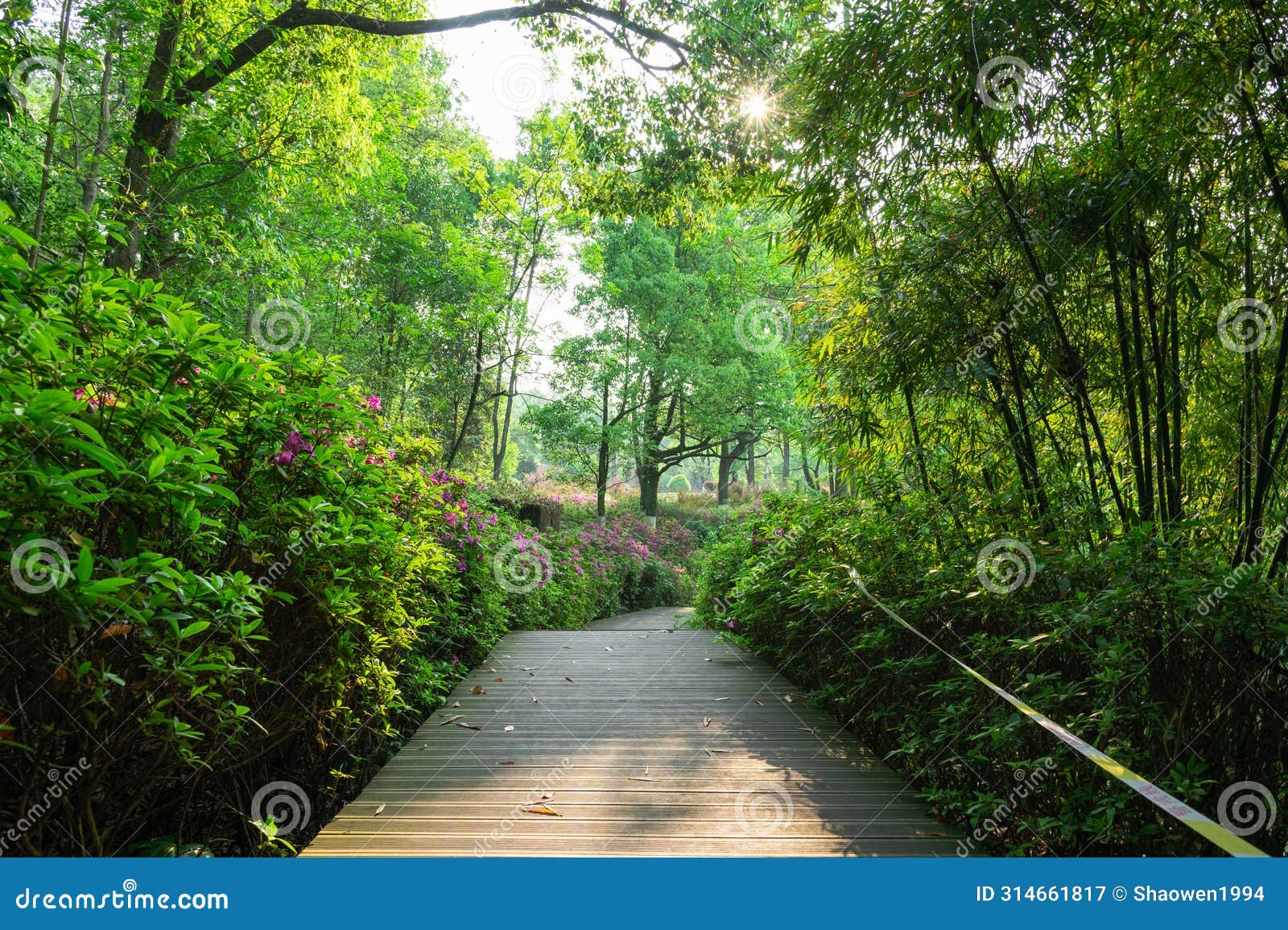 Wooden pathway in spring stock image. Image of ascending - 314661817