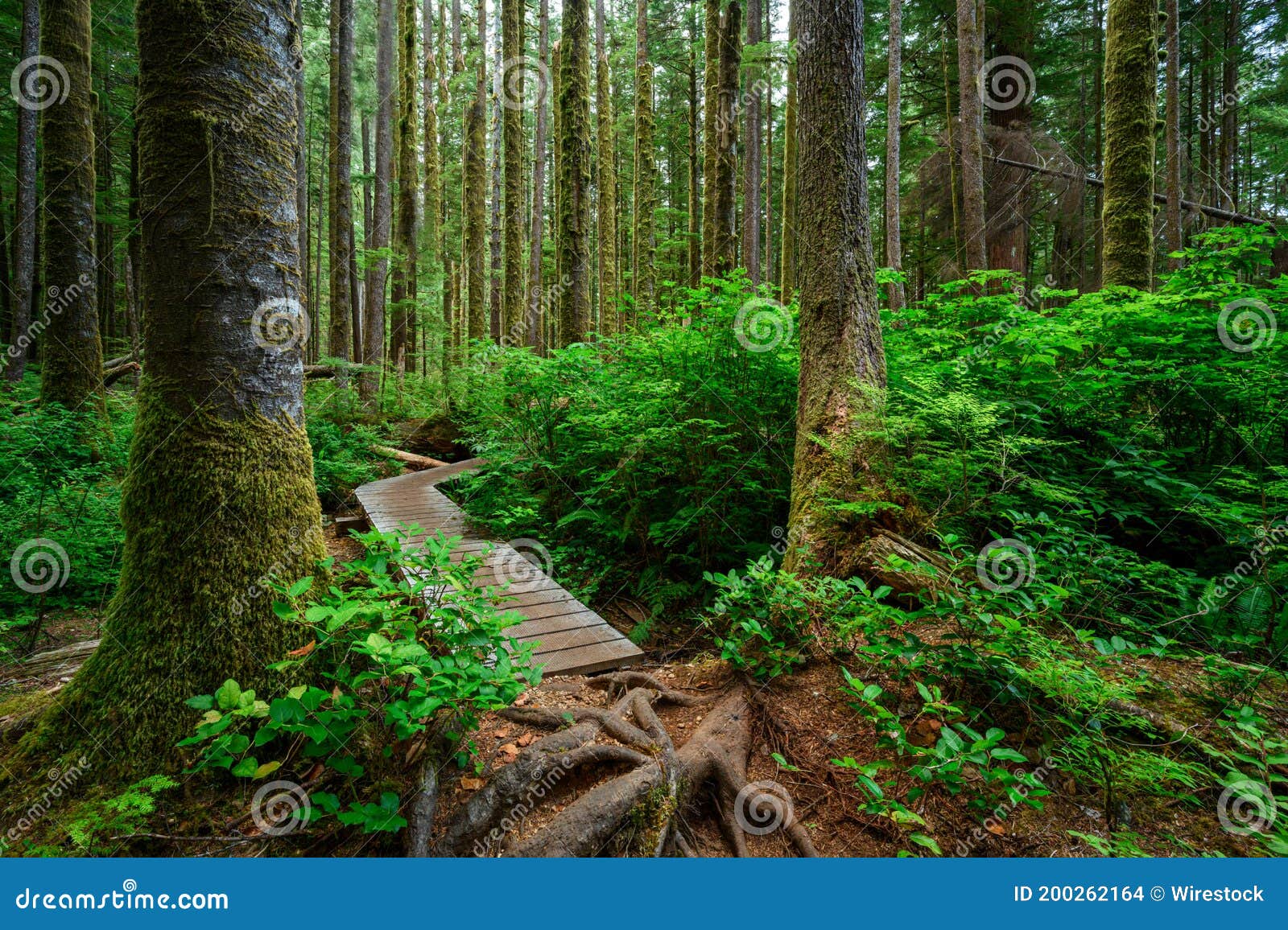 Wooden Pathway Surrounded by Trees in the Forest Stock Photo - Image of ...