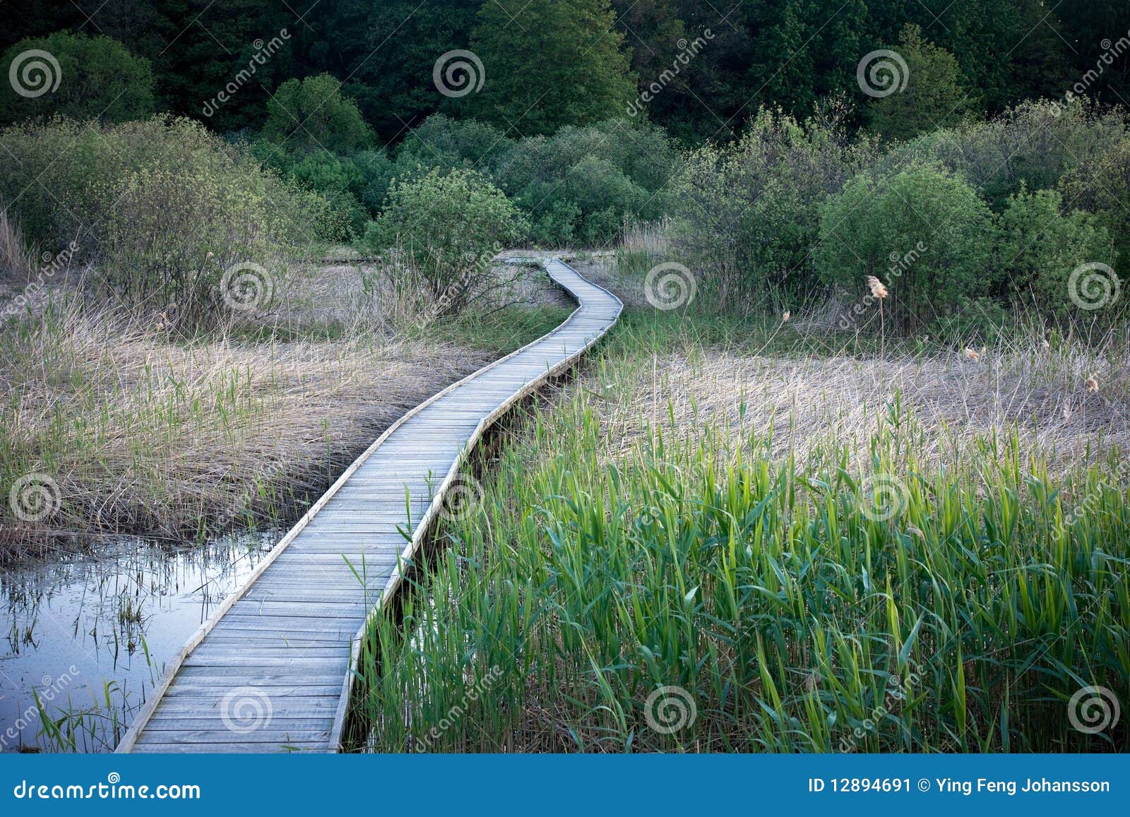 Wooden pathway in a swamp stock image. Image of green - 12894691
