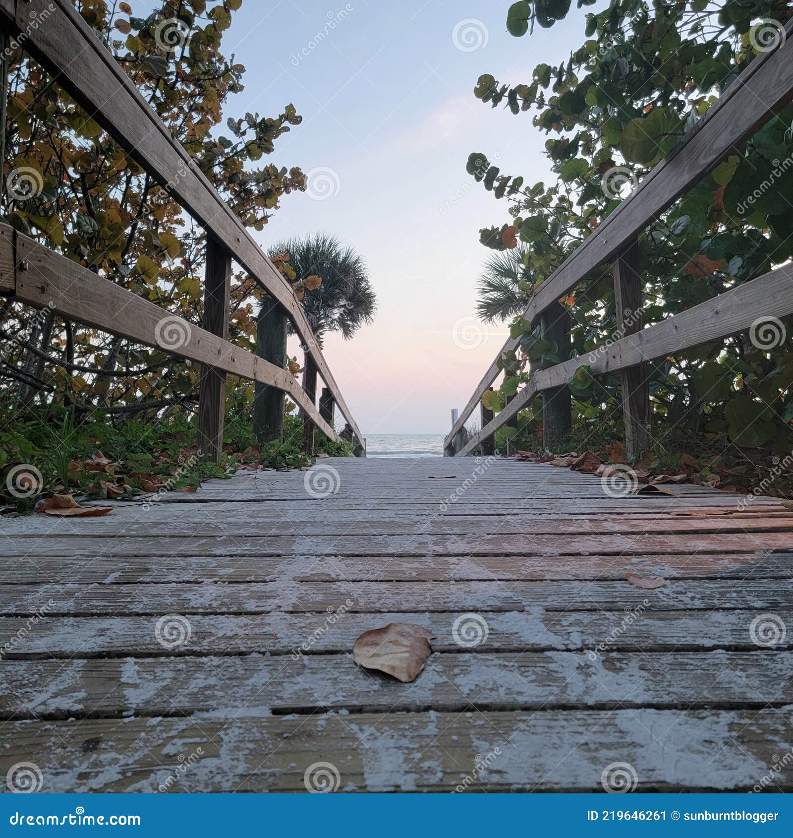 Wooden pathway to beach stock image. Image of flower - 219646261