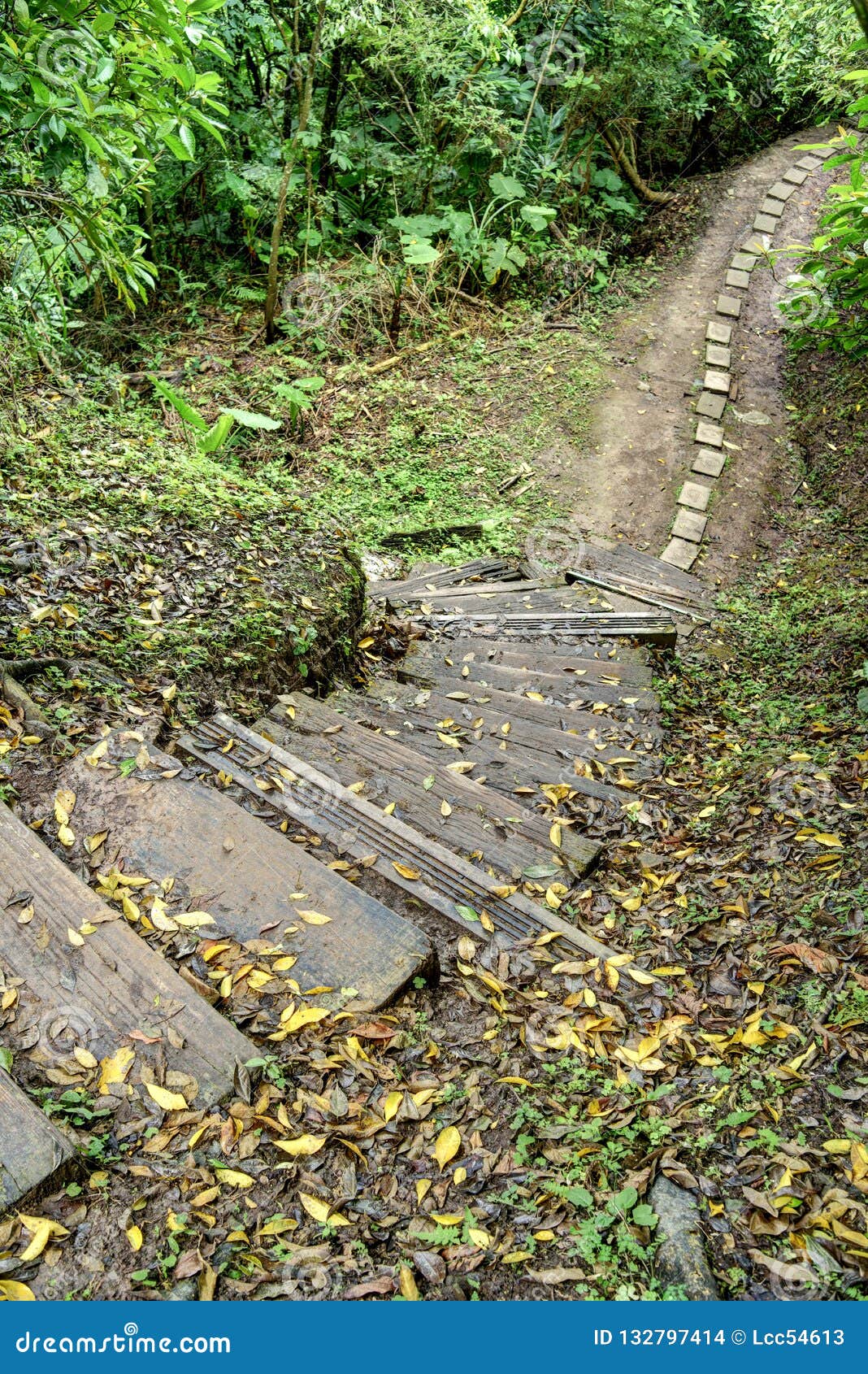 Wooden pathway stock photo. Image of boardwalk, foliage - 132797414