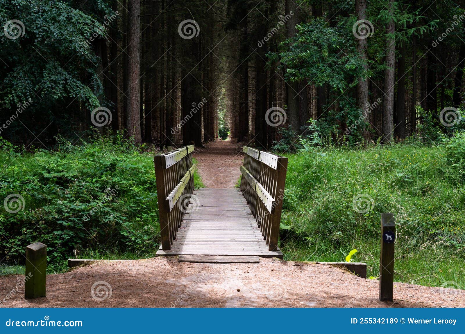 Wooden Pathway in the Woods of Fochterloo Stock Image - Image of ...