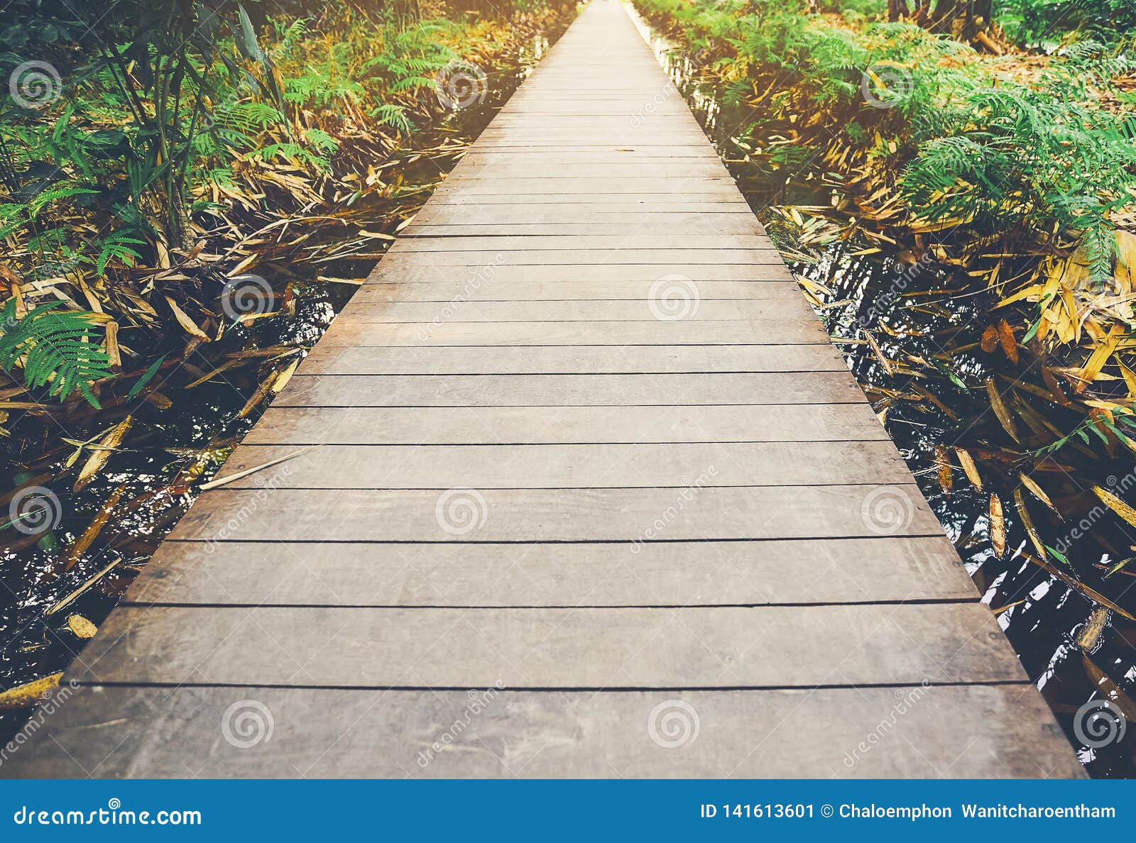 Wooden Pathways that Align with the Beautiful Nature Around Stock Image ...
