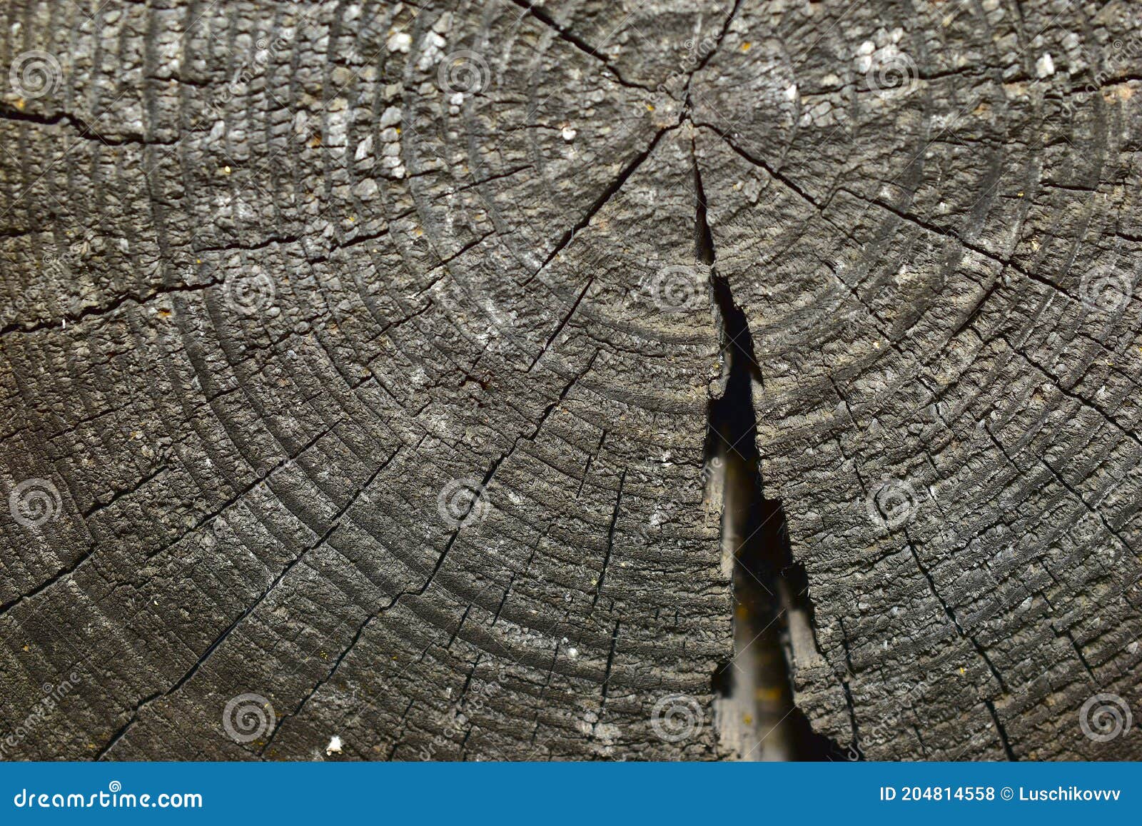 Wooden Pattern of a Slice of the Old Rotten Timber Stock Photo - Image ...