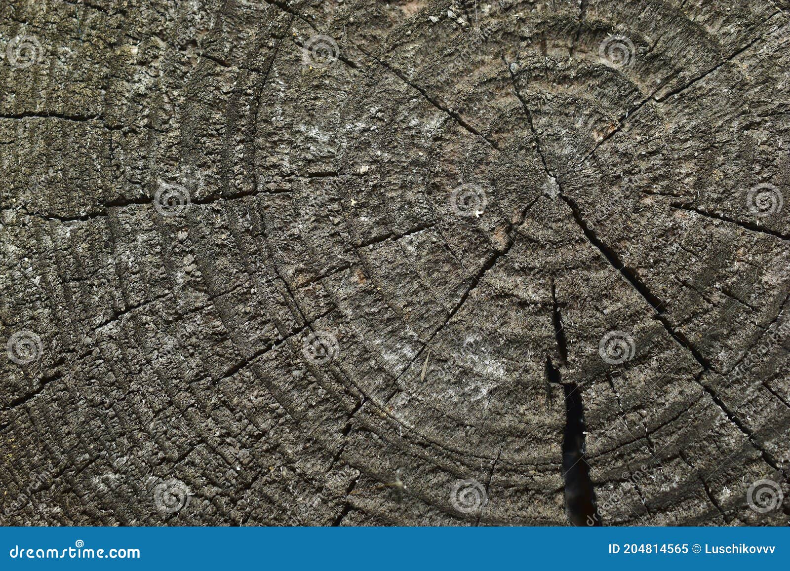 Wooden Pattern of a Slice of the Old Rotten Timber Stock Image - Image ...