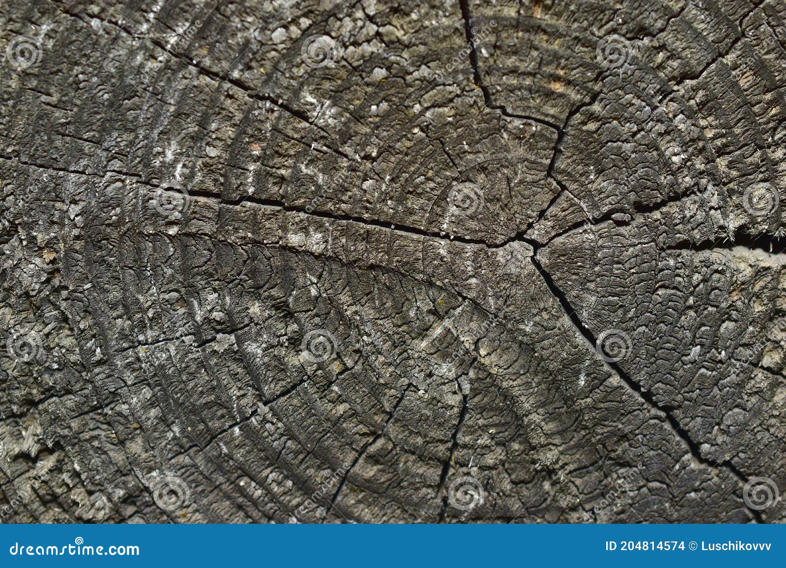 Wooden Pattern of a Slice of the Old Rotten Timber Stock Photo - Image ...