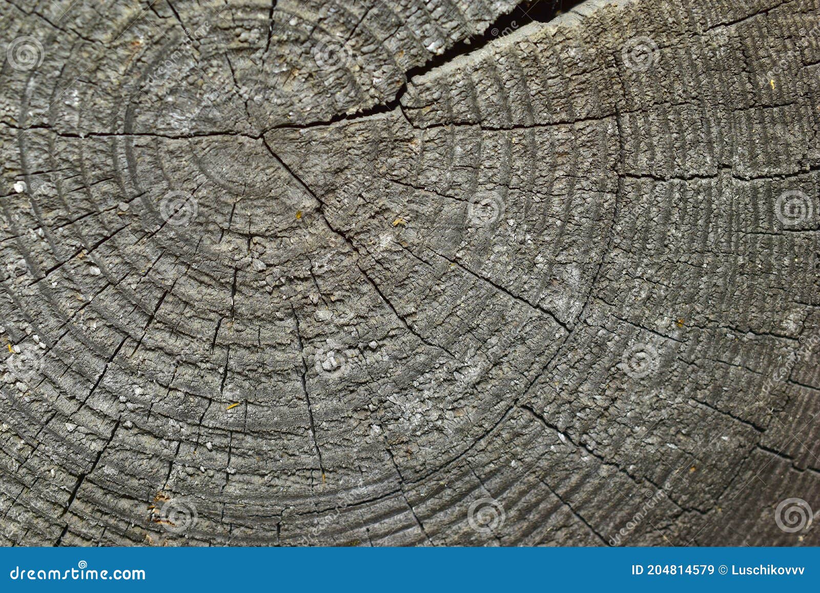 Wooden Pattern of a Slice of the Old Rotten Timber Stock Image - Image ...
