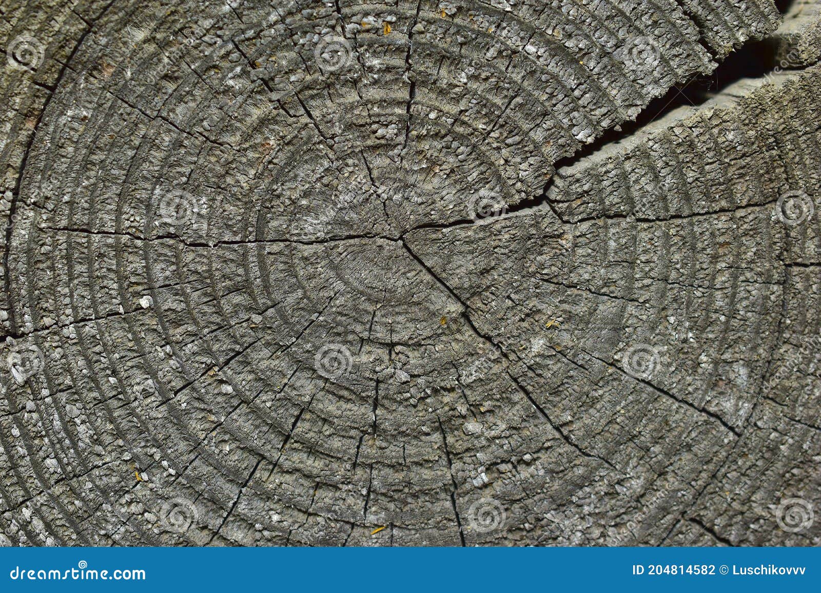 Wooden Pattern of a Slice of the Old Rotten Timber Stock Photo - Image ...