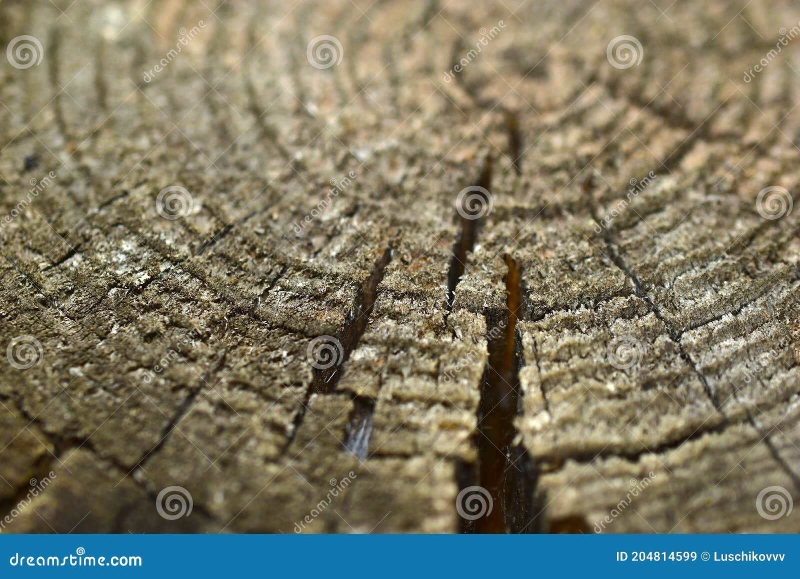 Wooden Pattern of a Slice of the Old Rotten Timber Stock Image - Image ...