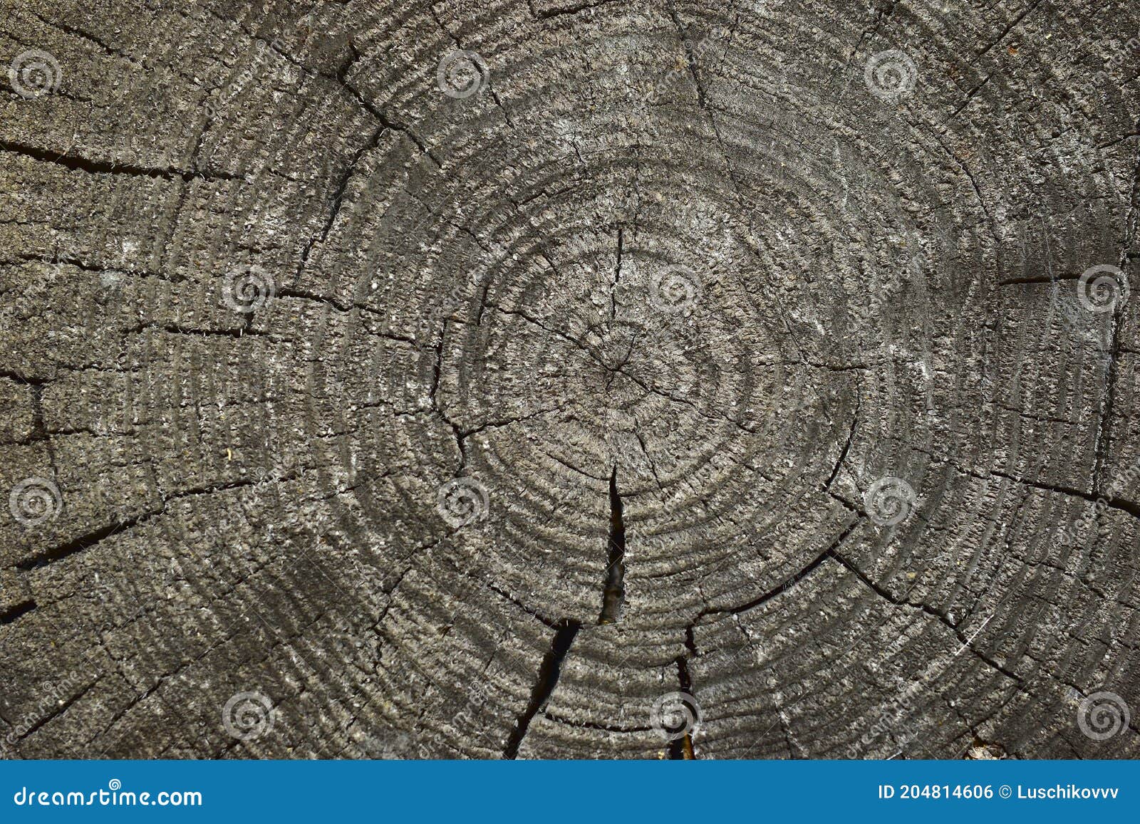 Wooden Pattern of a Slice of the Old Rotten Timber Stock Photo - Image ...