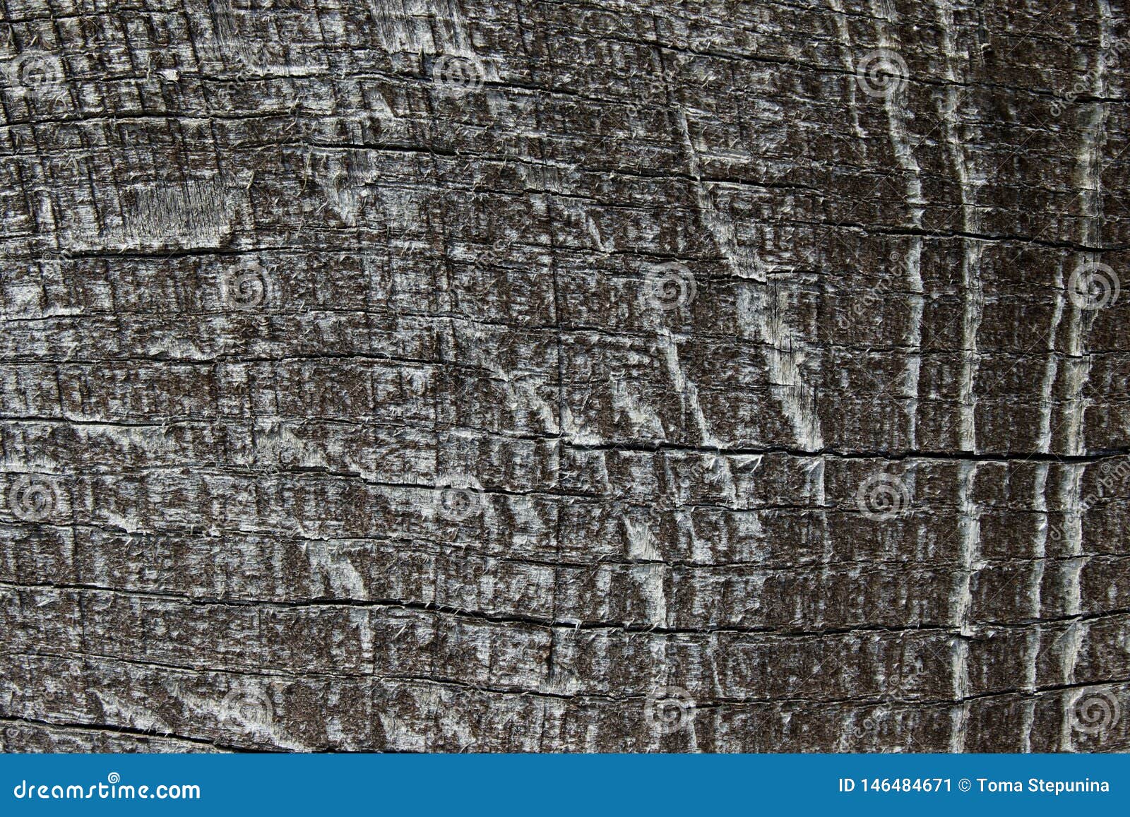 Tree Texture. Tree Background. Crack Tree Texture Stock Image - Image ...