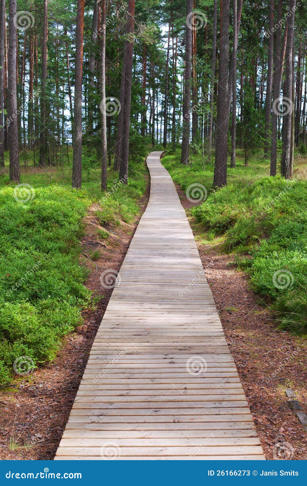 Wooden pavement. stock image. Image of park, nature, forest - 26166273