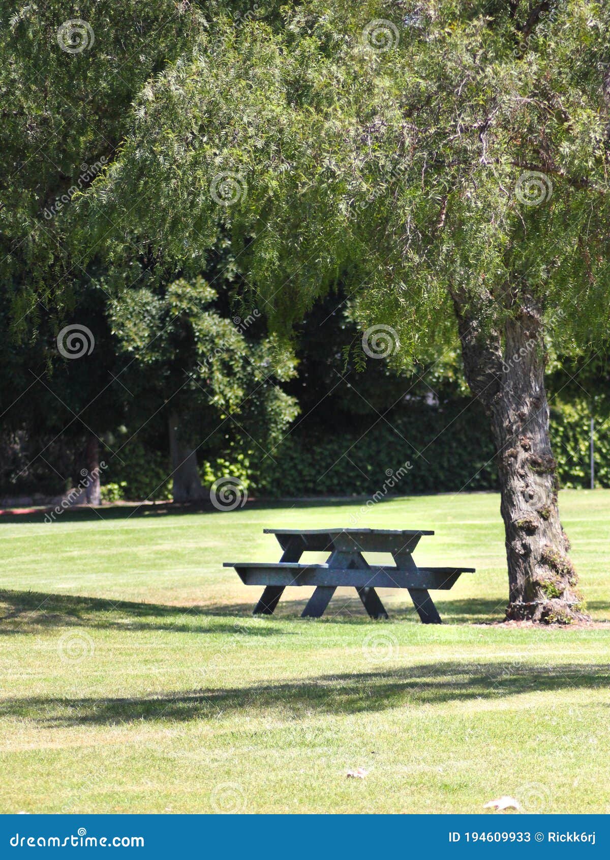 Wooden Picnic Table Under a Tree in a Park Stock Image - Image of fall ...