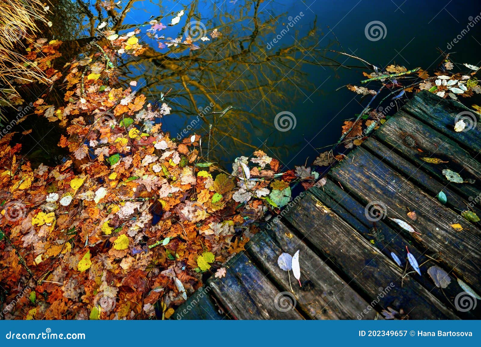 Wooden Pier and Autumn Leaf Color on Water Surafce, Reflection on Bare ...