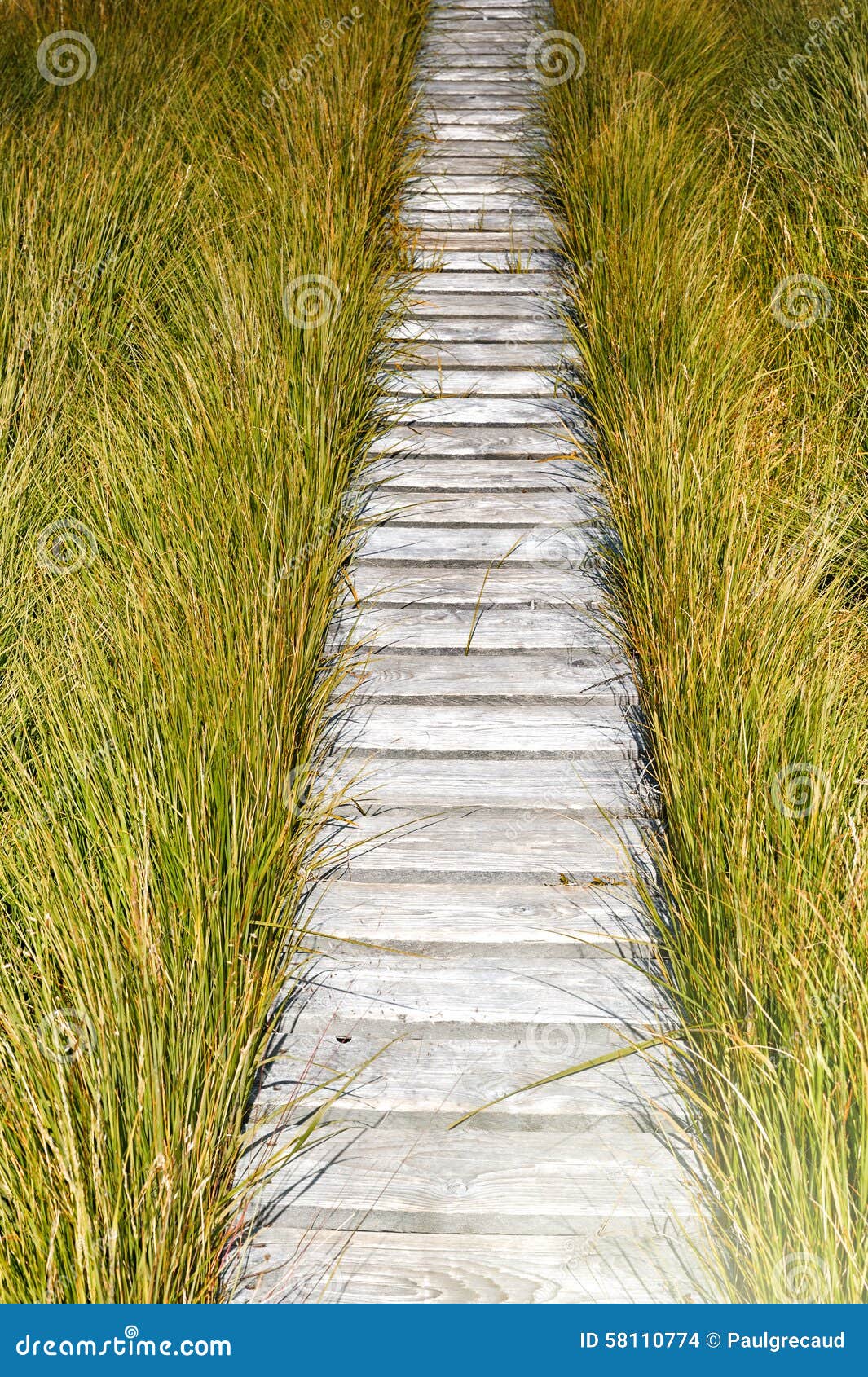 Wooden plank board walkway stock photo. Image of board - 58110774