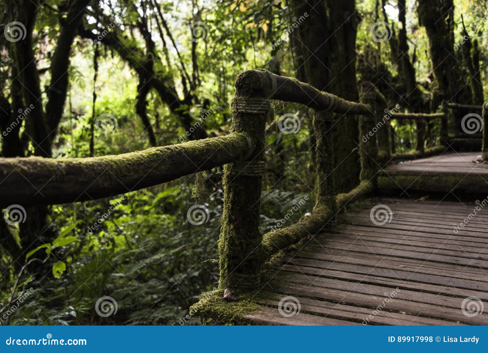 Wooden Plank Path in Forest Stock Photo - Image of stairs, wood: 89917998