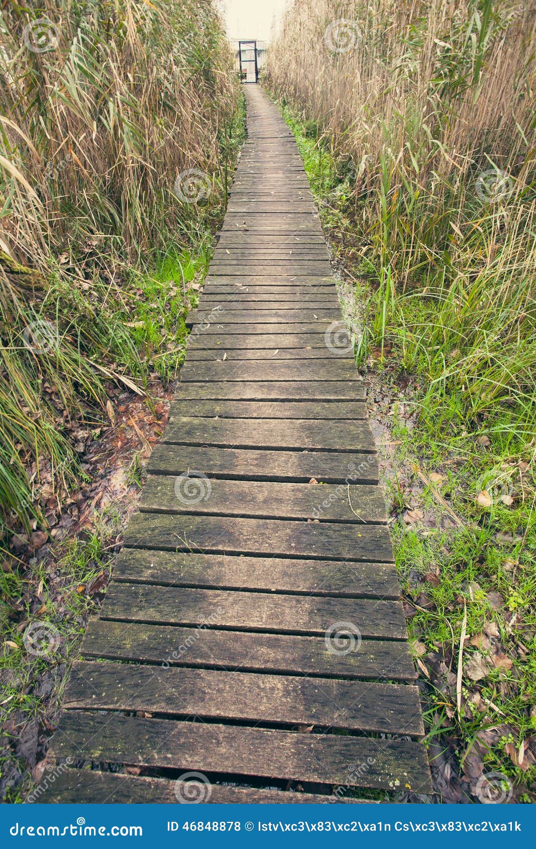 Wooden Plank Path stock photo. Image of jetty, plant - 46848878