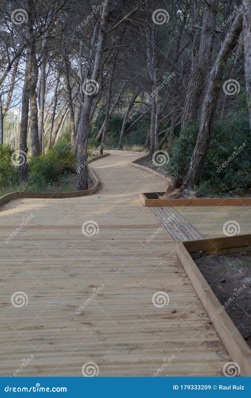 Wooden Plank Path between the Pines Stock Image - Image of blank, park ...