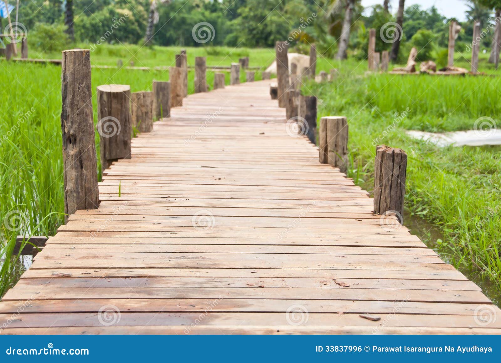 Wooden plank walkpath. stock photo. Image of outdoor - 33837996