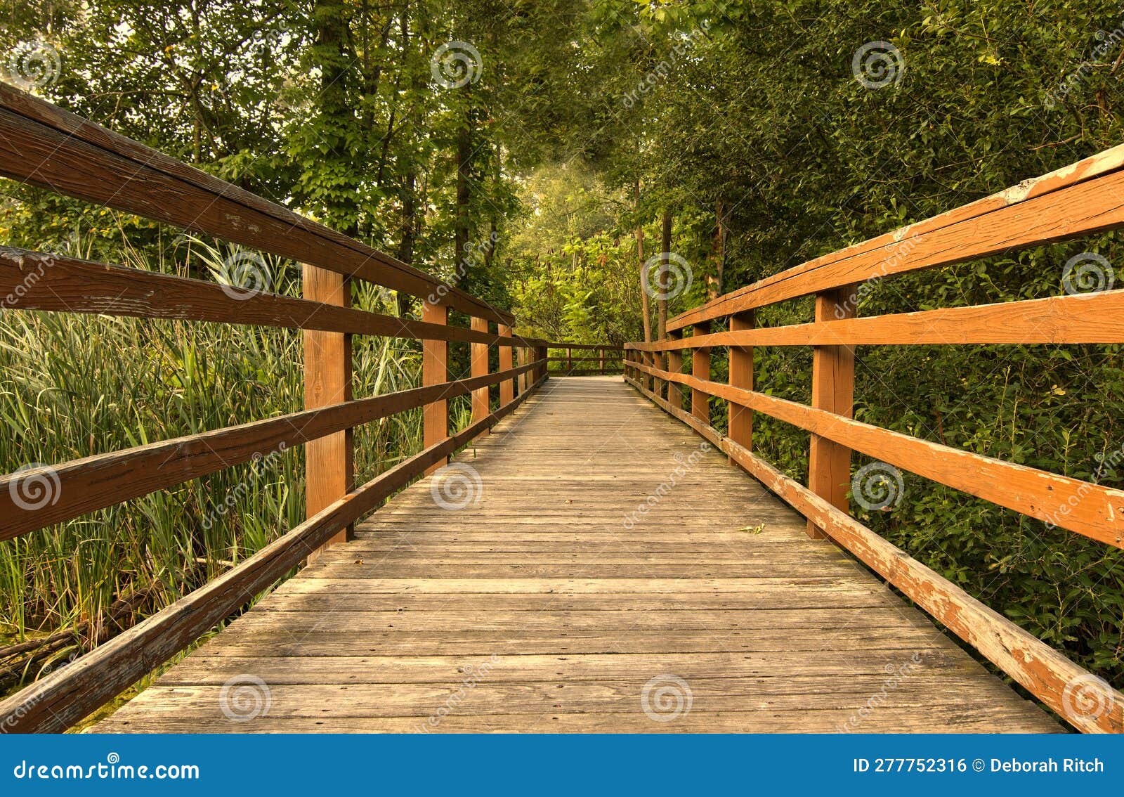 Wooden Planked Walkway in the Woods Stock Photo - Image of walkway ...