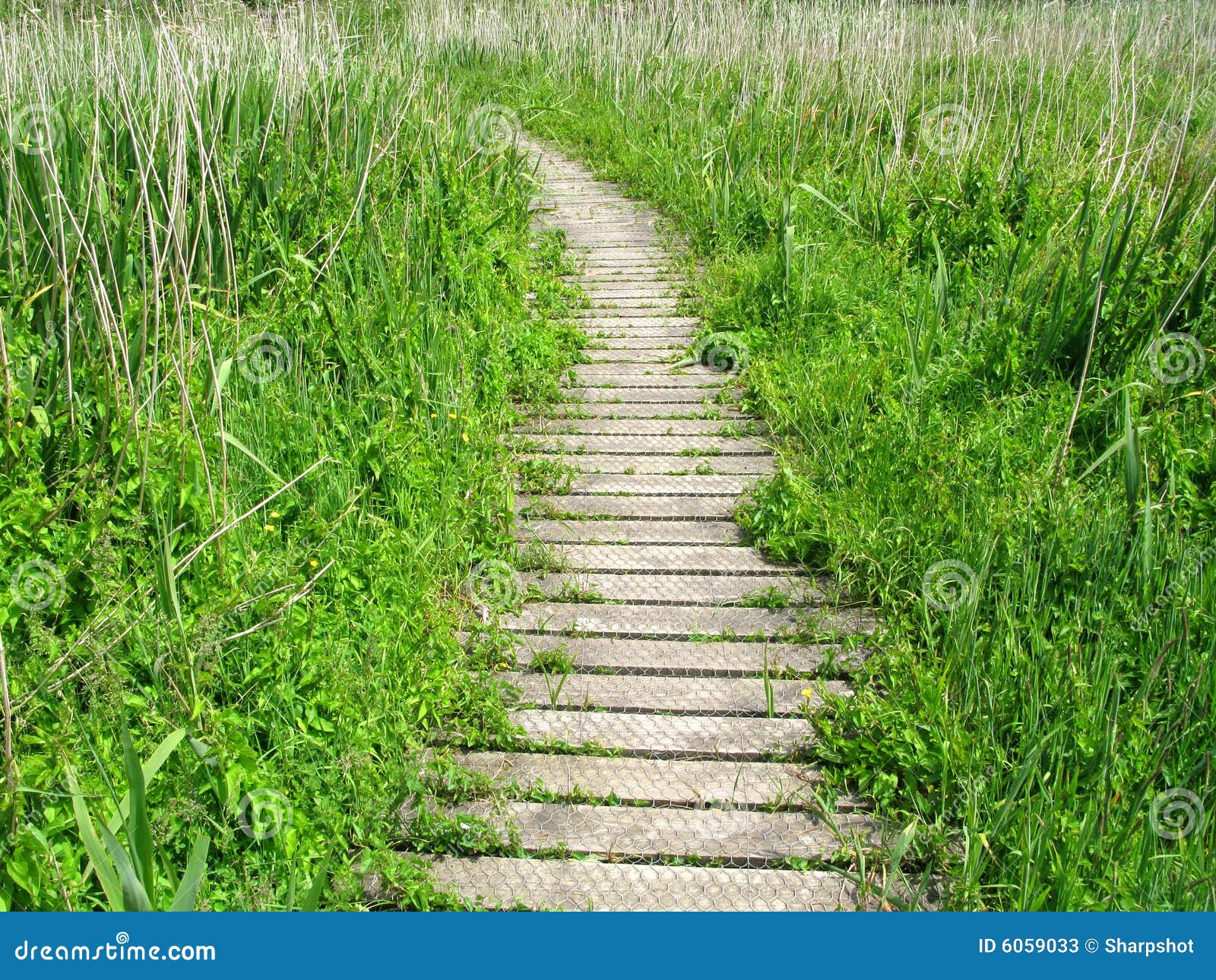 Wooden planks nature path. stock image. Image of park - 6059033