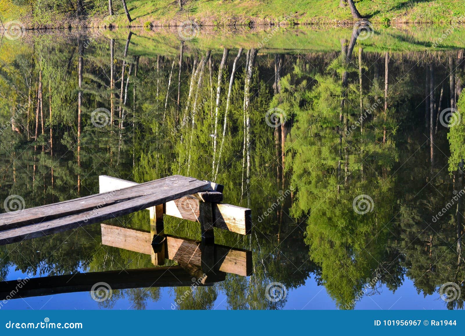 Wooden Platform and Calm Water of the Lake. the Spring Forest and the ...
