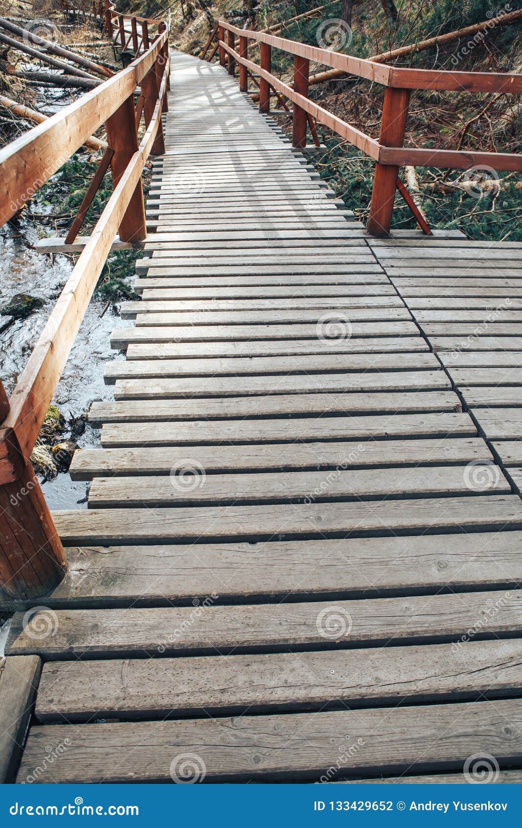 Wooden Platform in the Forest Stock Photo - Image of lapataia, jungle ...