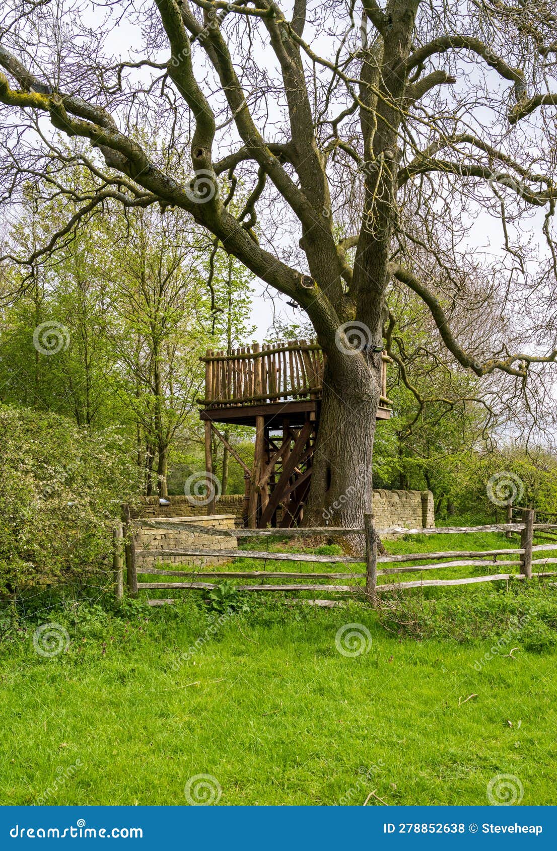 Wooden Platform of Treehouse in Old Tree in the Spring Stock Photo ...