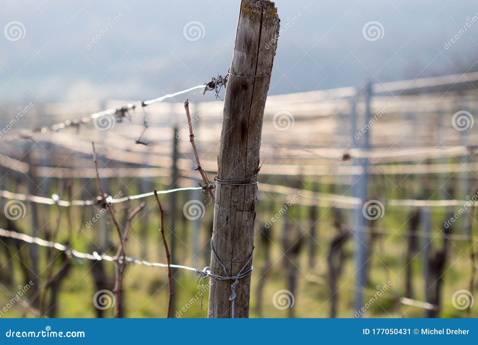 Wooden pole in vineyards stock image. Image of stake - 177050431
