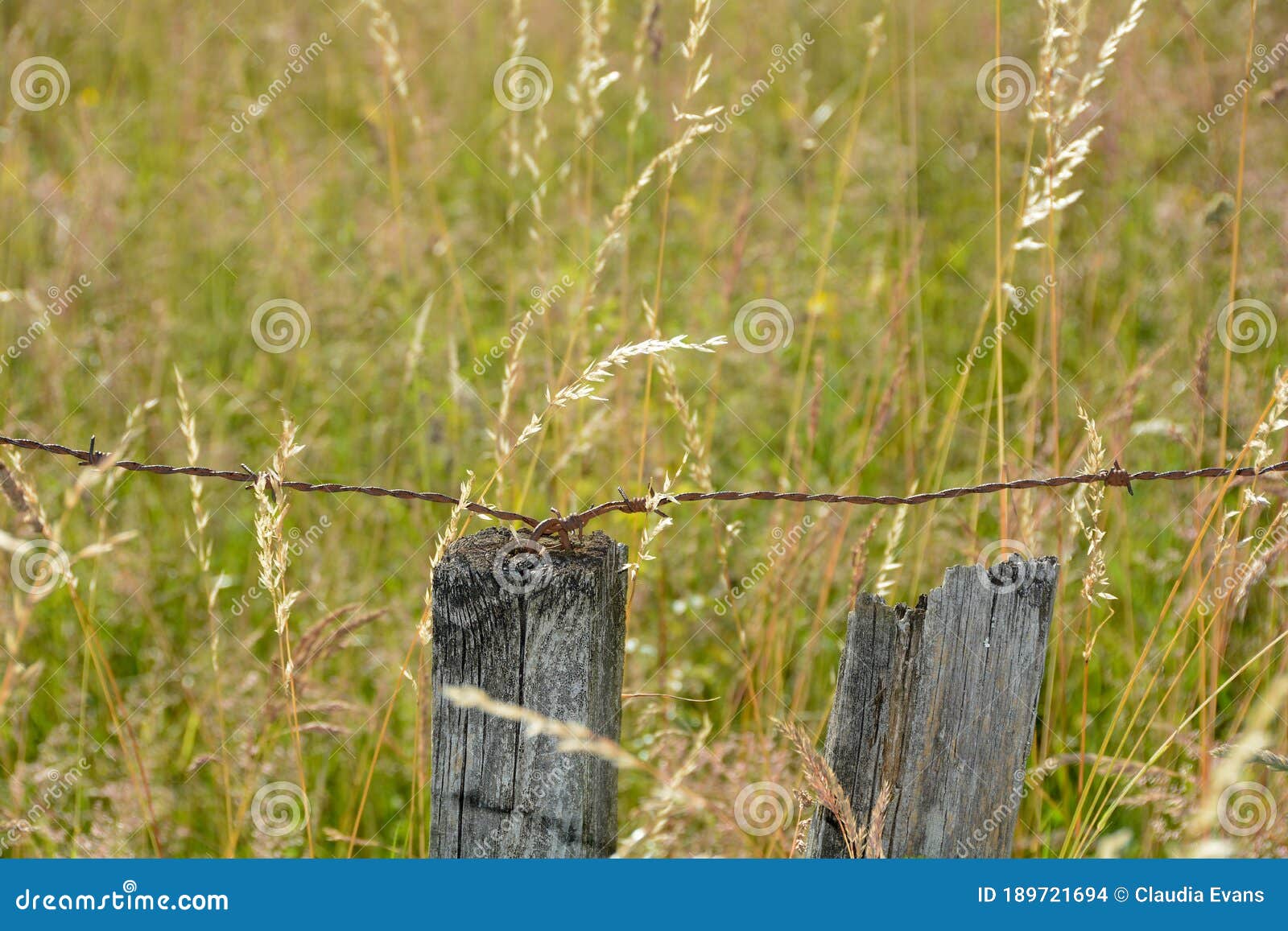 Wooden Posts with Old Rusted Barbed Wire in Nature Stock Photo - Image ...