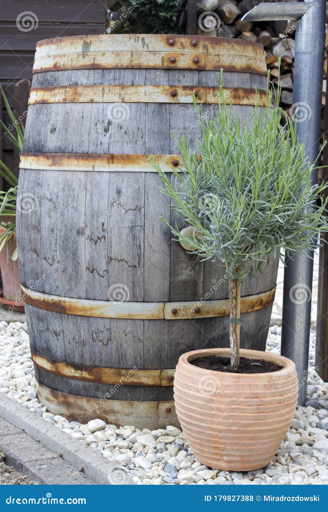 Wooden Rain Barrel and Lavender Tree Stock Photo - Image of barrel ...