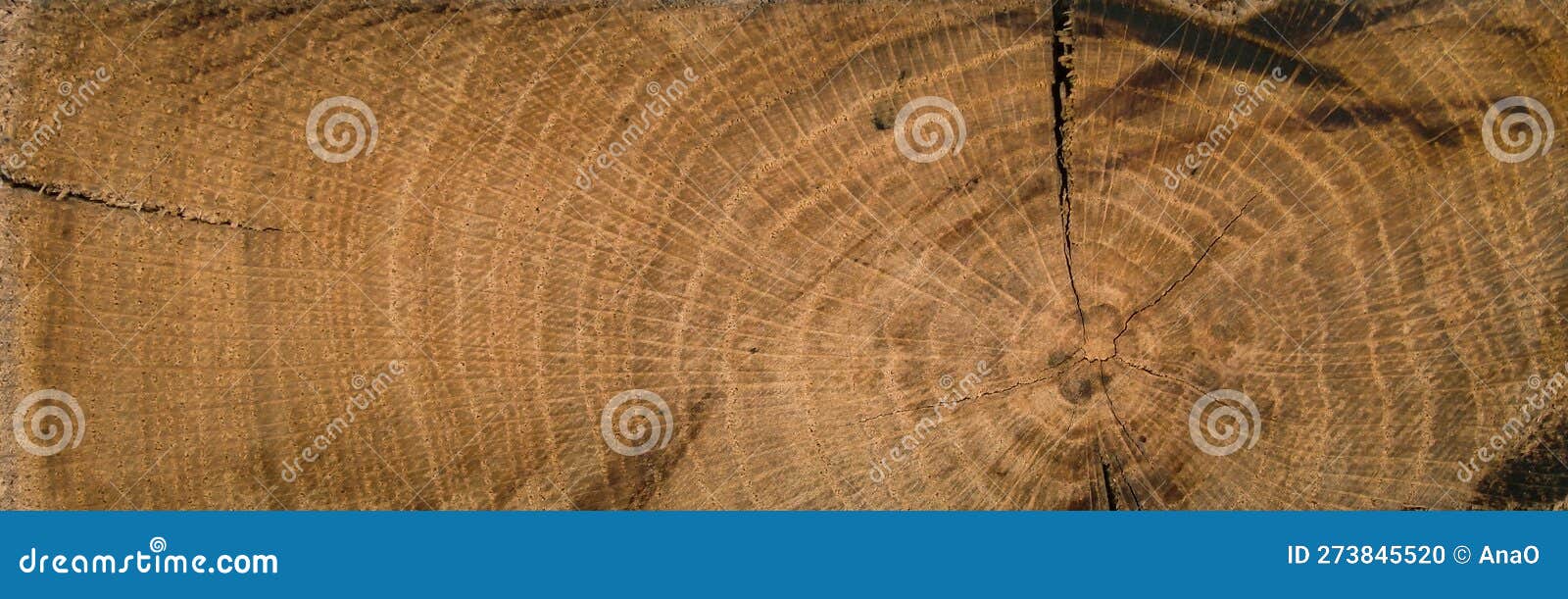 Wooden Rectangle, Tile Wallpaper. Old Oak Tree Stump As Background ...