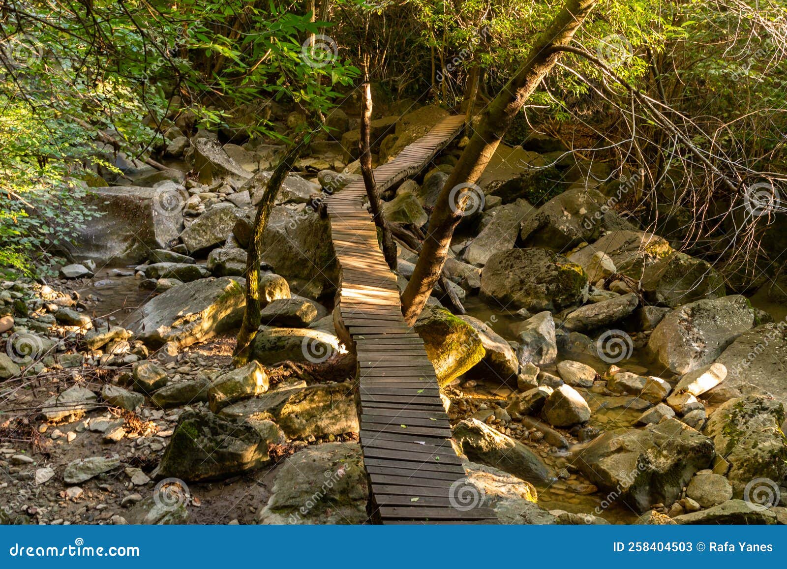 Wooden Reed Bridge between the Forest Stock Image - Image of bridge ...