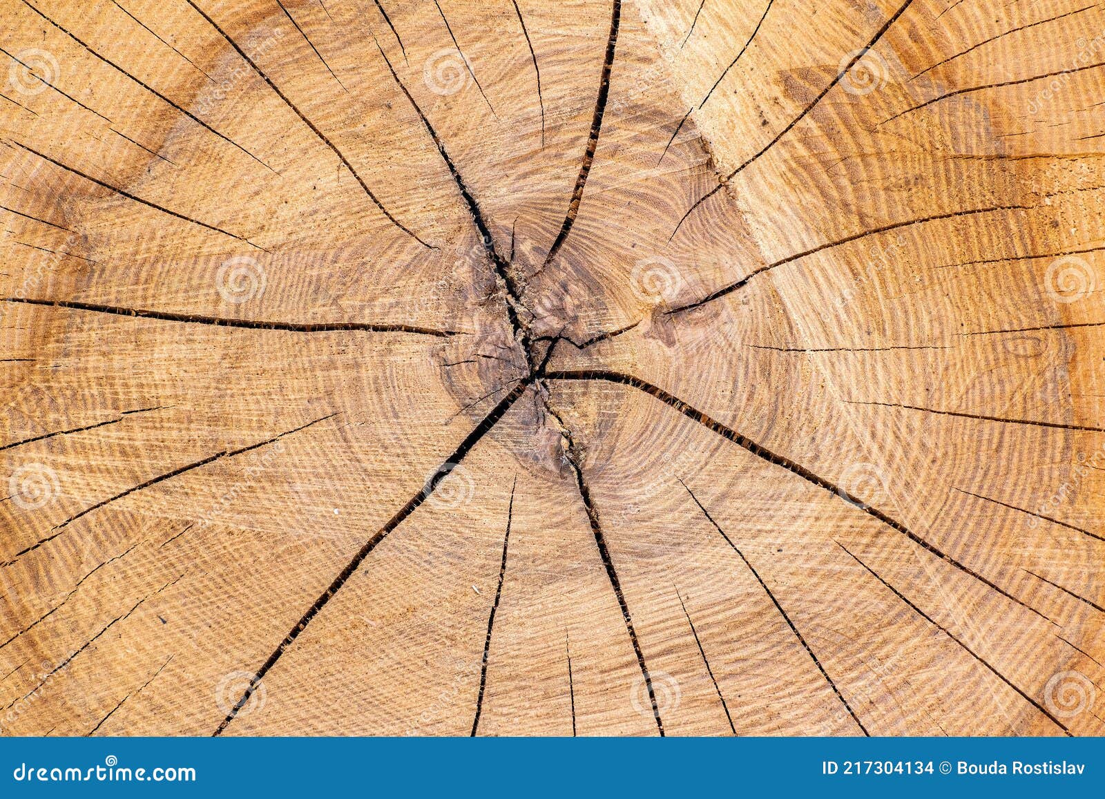 Wooden Rings, Annual Rings, Cut Tree Trunk Stock Photo - Image of stump ...