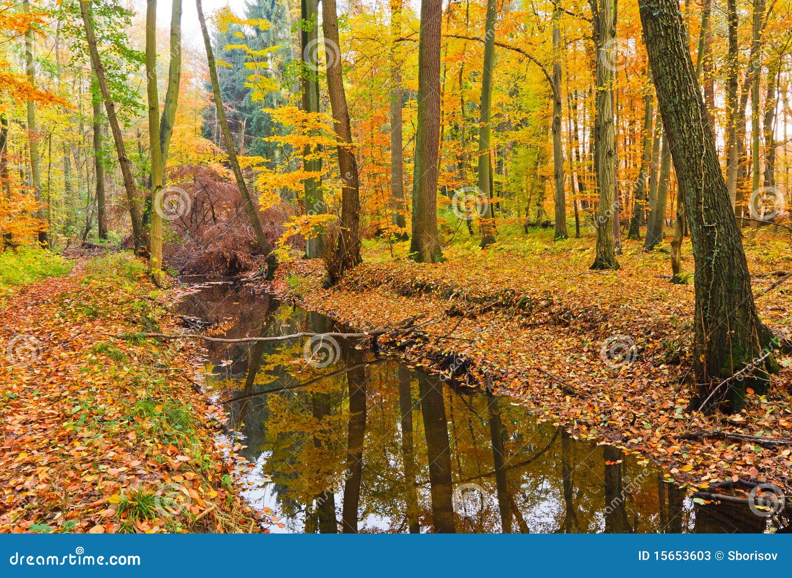 Wooden river stock image. Image of color, forest, season - 15653603