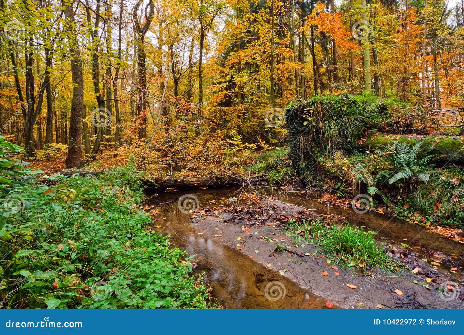 Wooden River in Autumn Forest Stock Photo - Image of leaf, fern: 10422972