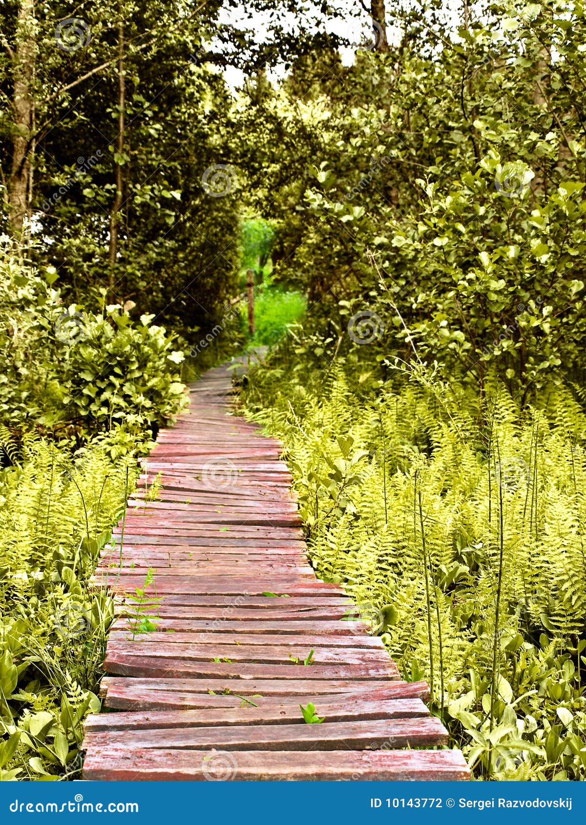 Wooden road stock photo. Image of wood, road, lost, fern - 10143772