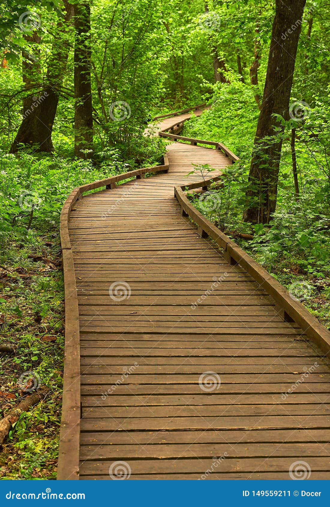 Wooden Road through the Forest in Marshland Stock Image - Image of ...