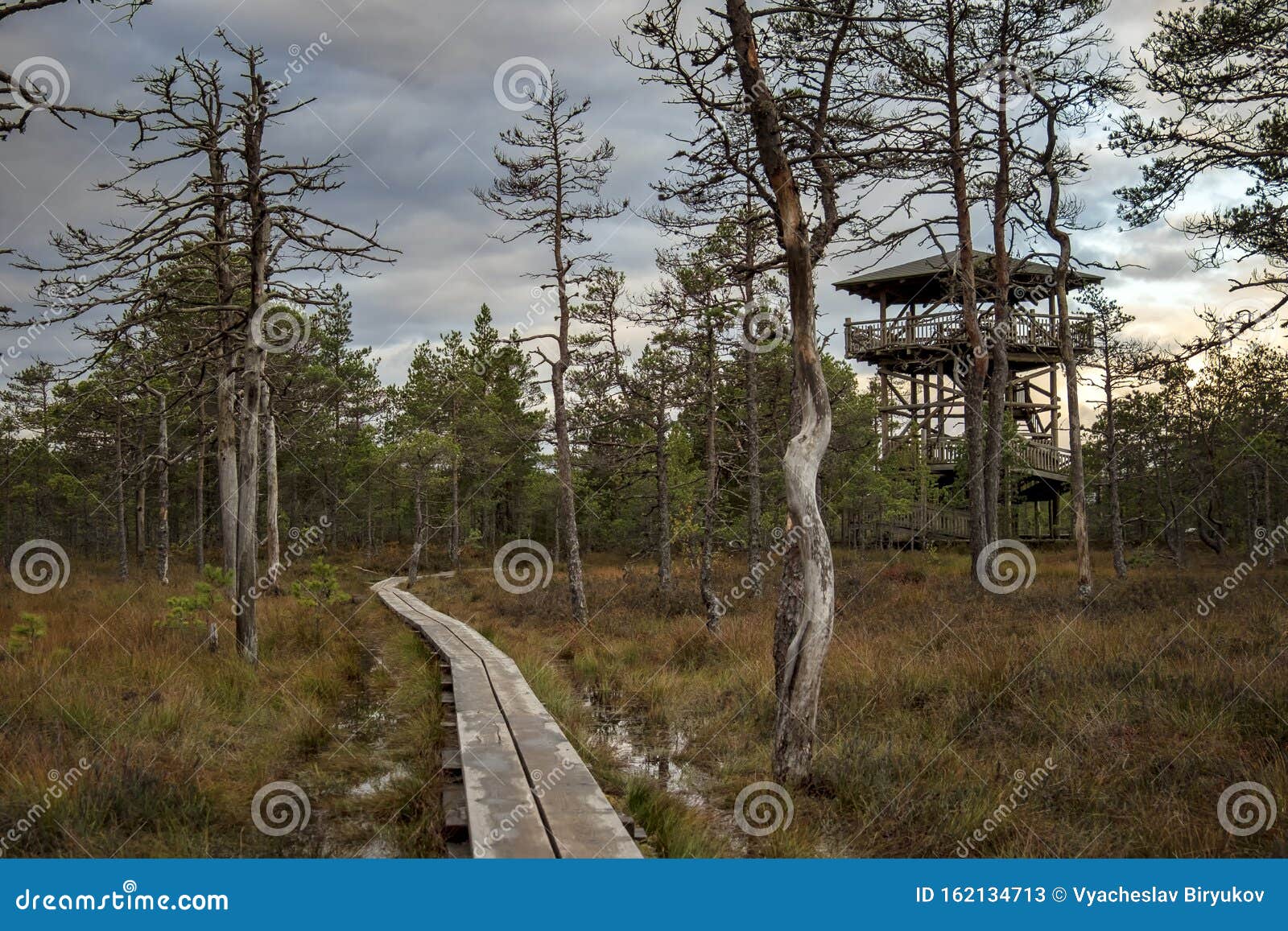 Road through a swamp stock image. Image of dreamy, summer - 162134713