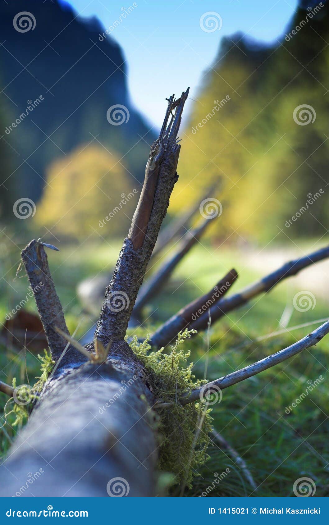 Wooden root in mountains stock image. Image of mature - 1415021