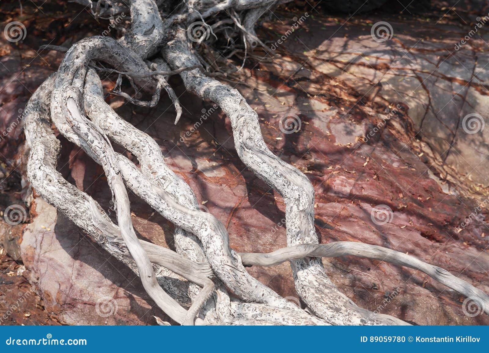 Wooden Root on Stone stock photo. Image of rock, pattern - 89059780