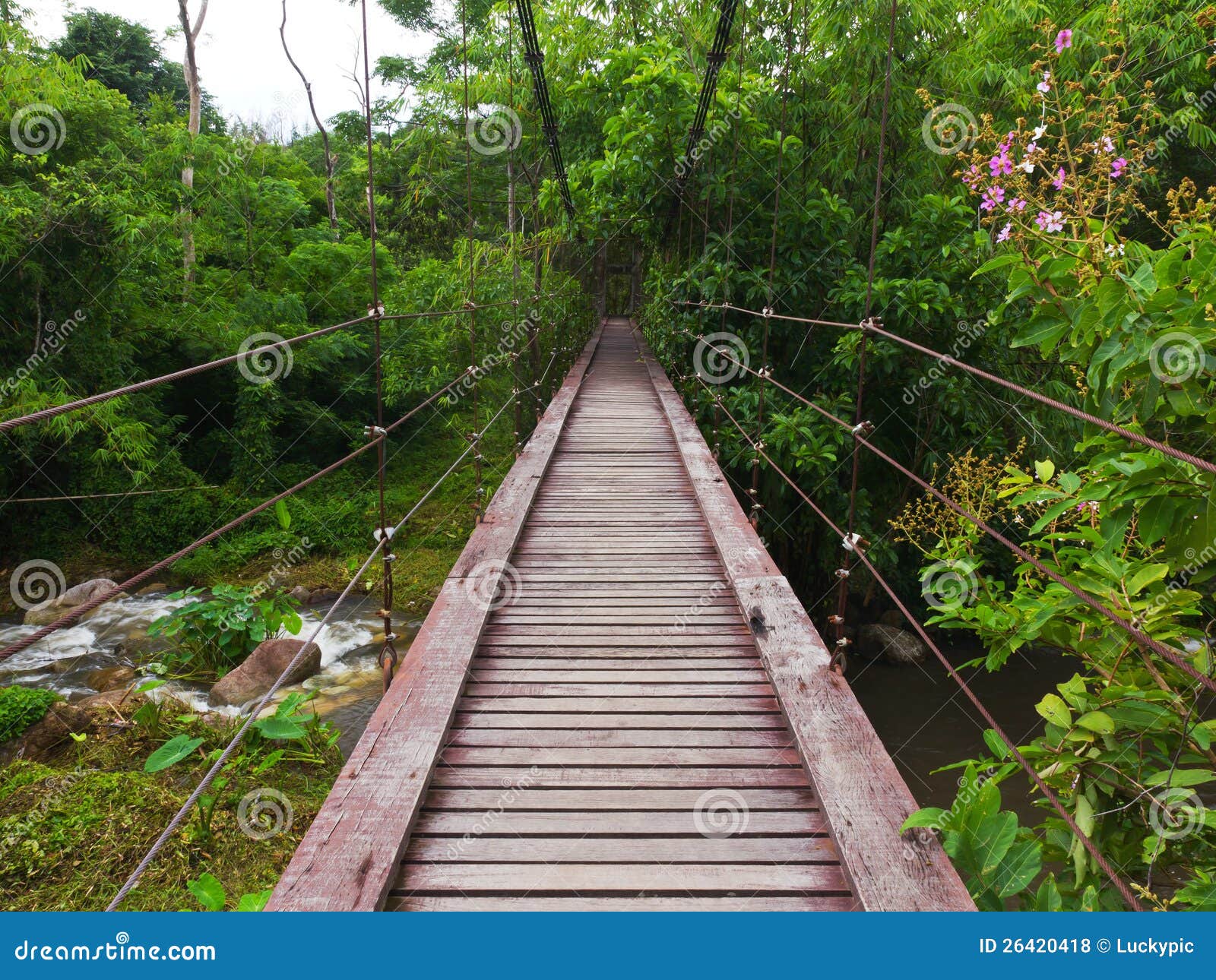 Wooden Rope Walkway in a Rainforest Stock Photo - Image of holiday ...