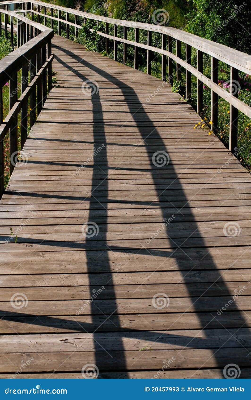 Wooden Runway. stock image. Image of marshes, foliage - 20457993