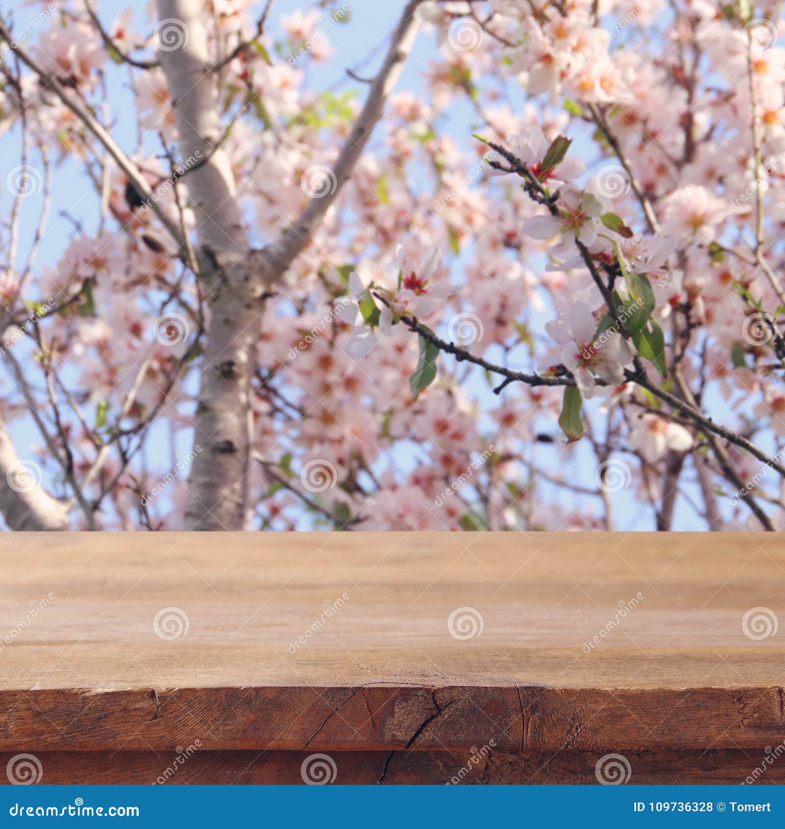 Wooden Rustic Table in Front of Spring Cherry Blossoms Tree. Product ...