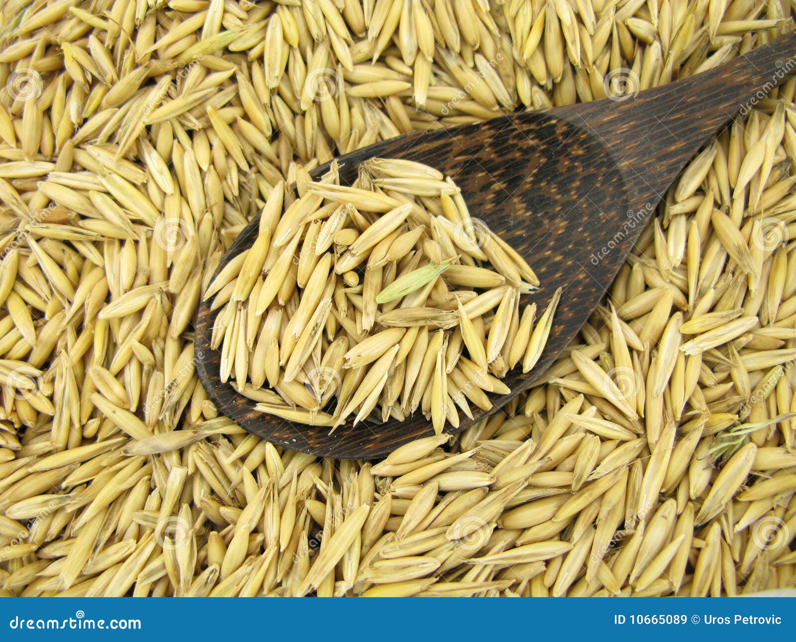 Wooden scoop in grain stock image. Image of husks, yellow - 10665089