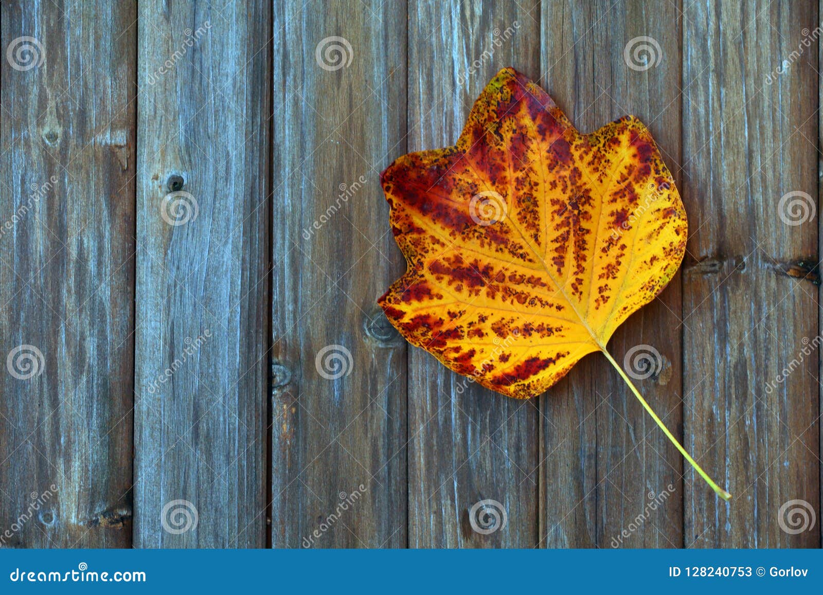 Wooden Sharp Old Table Day Autumn Leaf Stock Image - Image of copy ...
