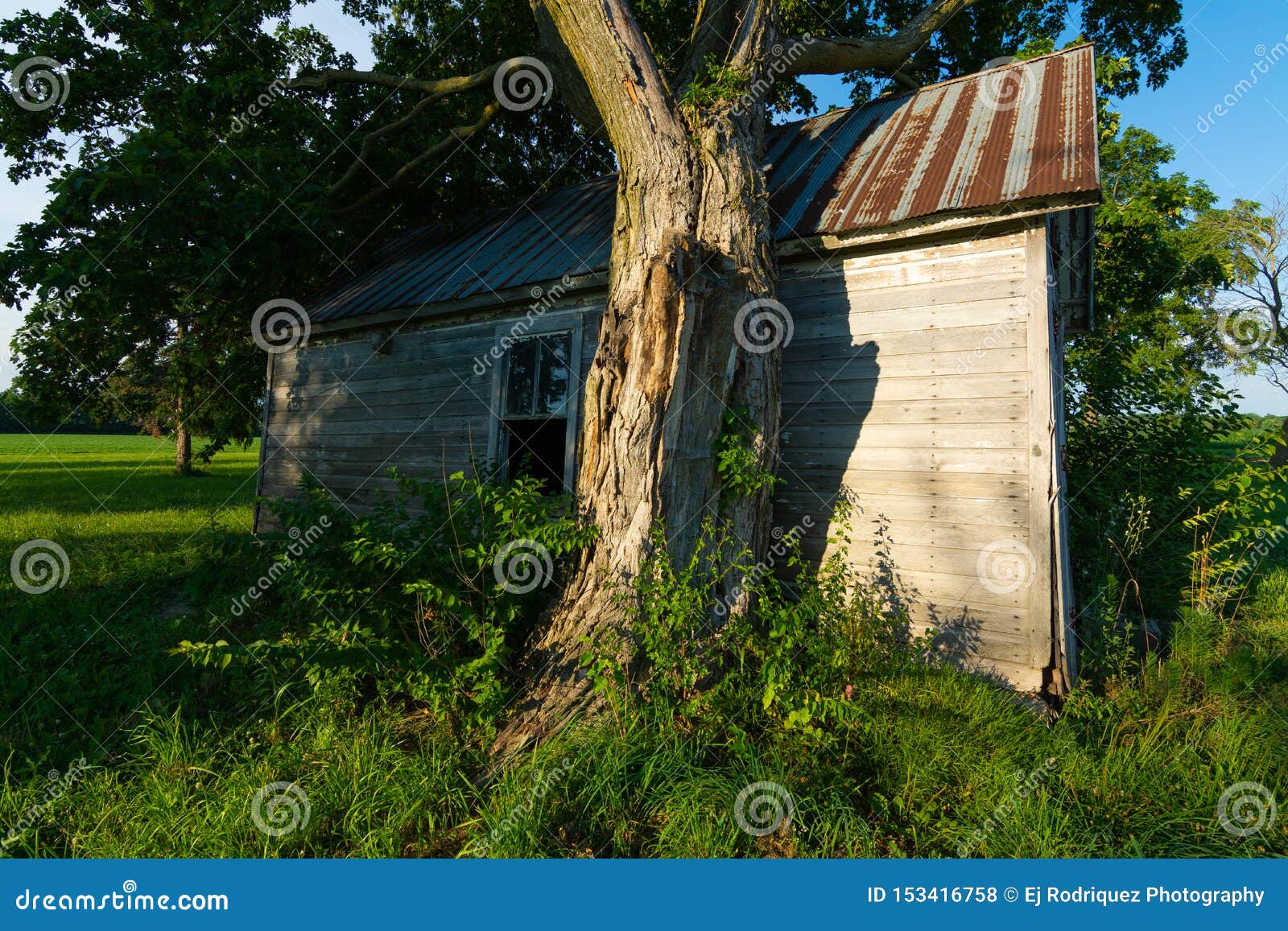Wooden shed and tree stock photo. Image of farm, country - 153416758