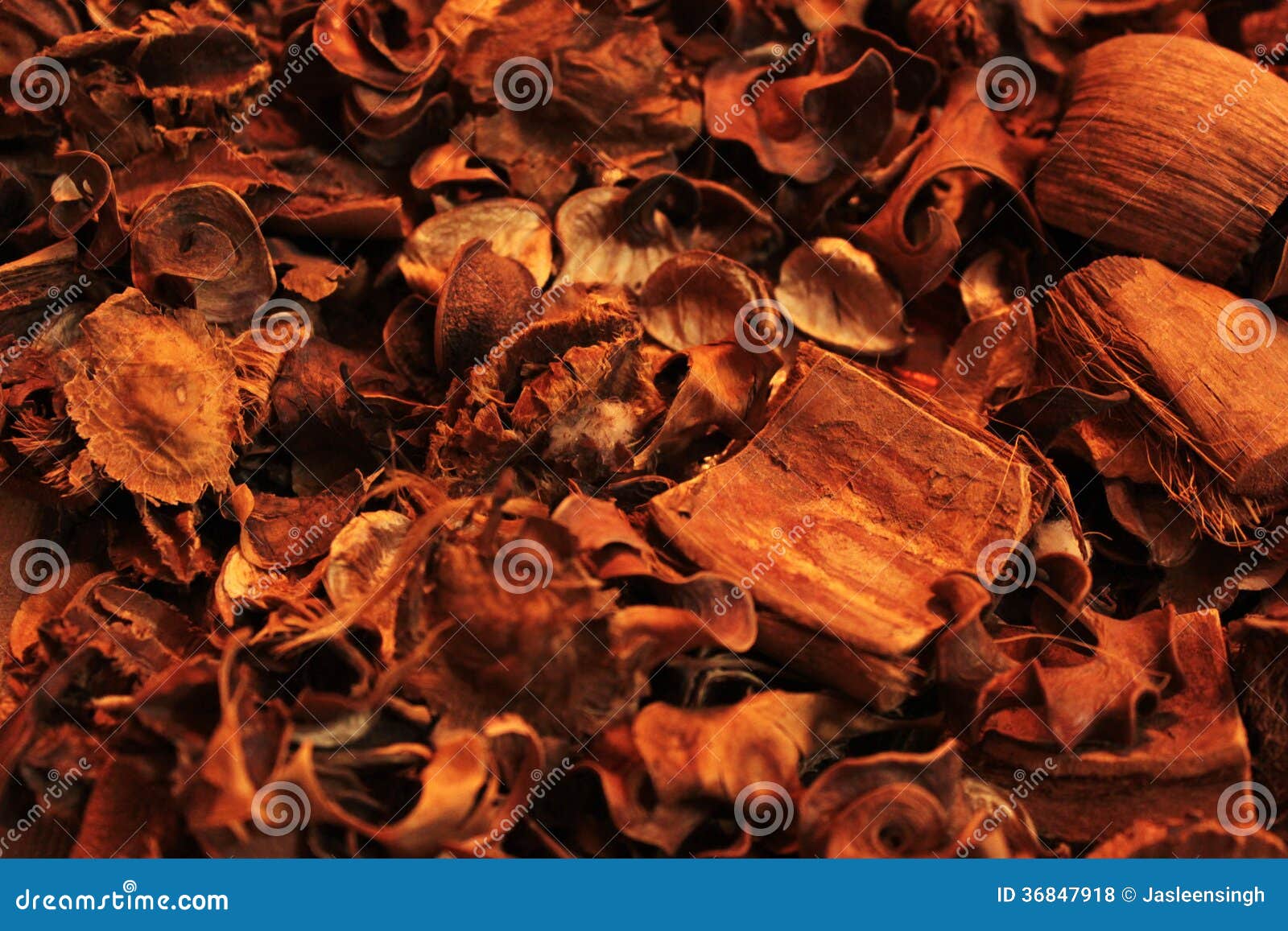 Wooden Shells stock photo. Image of pieces, natural, wood - 36847918