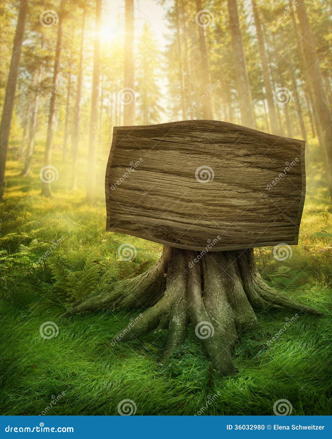 Wooden sign in the forest stock photo. Image of mist - 36032980